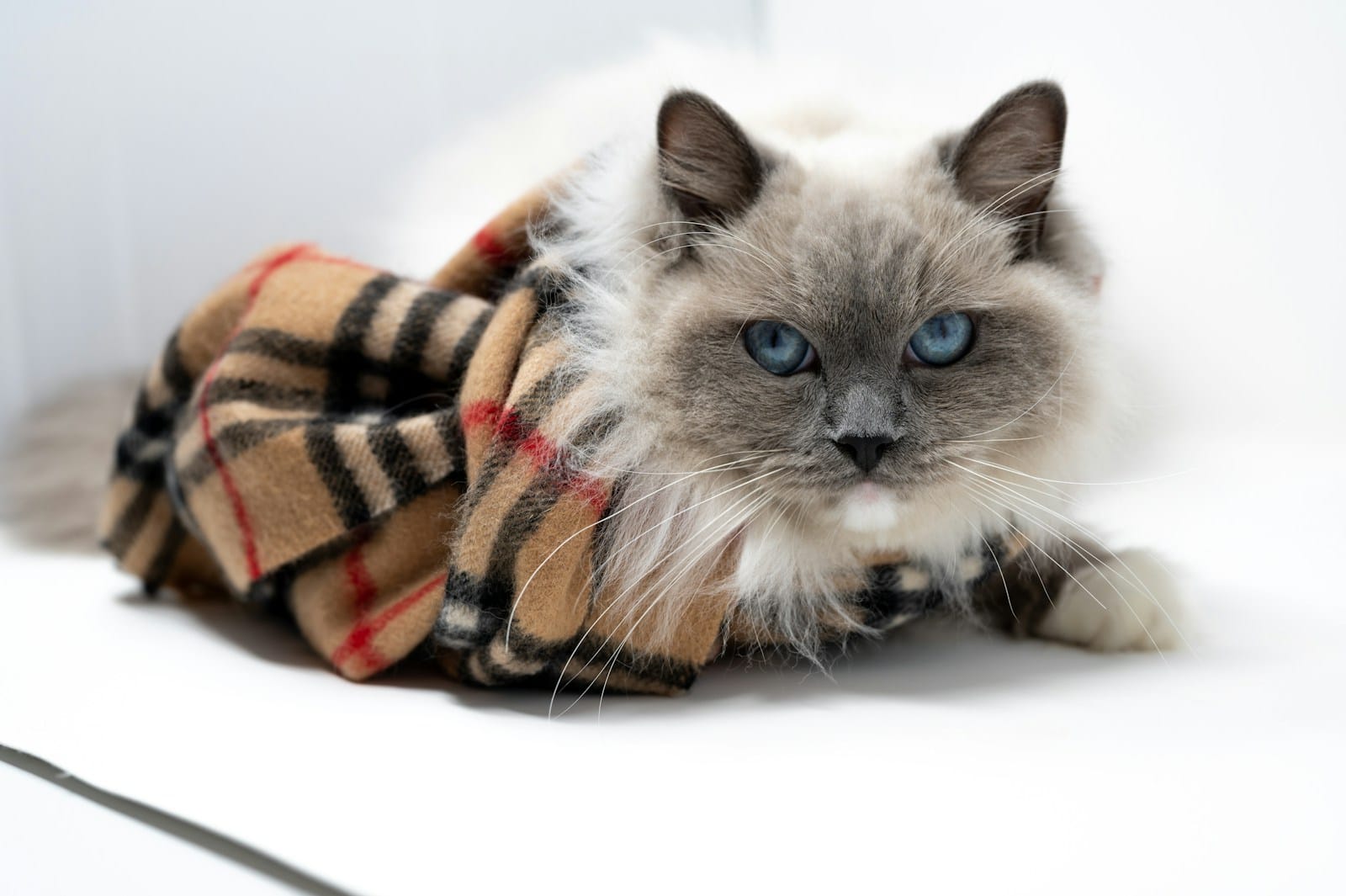 Is Burberry a ‘Takeover Target’ after a fifth of its shar ...